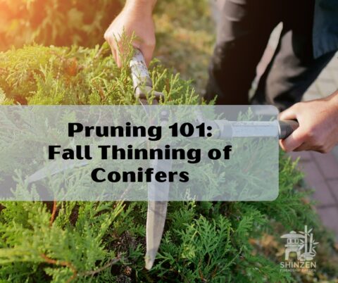 Workshops | Shinzen Garden